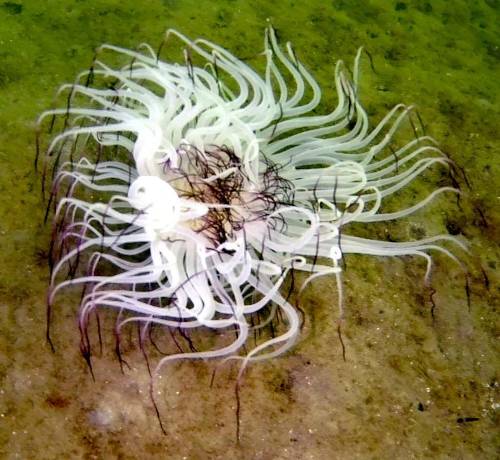 PESAC – Underwater Visual Inspections by ROV in Western Australia